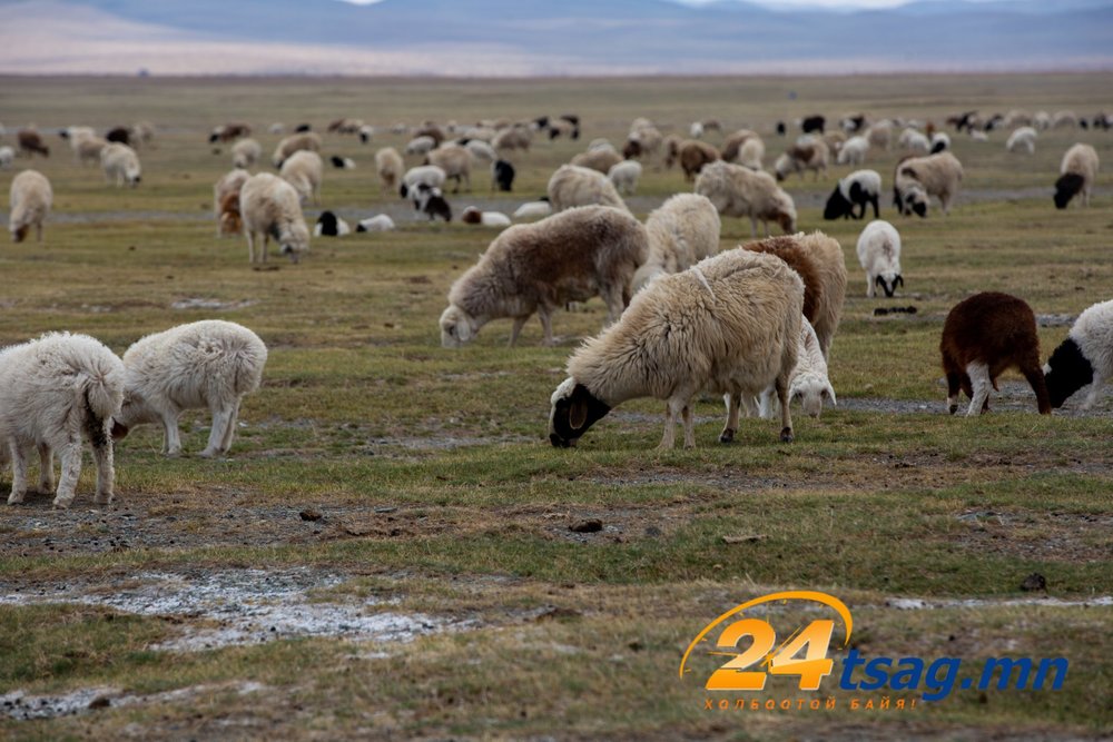 2023 он гарсаар 24 540 толгой хонь ямаа адуу экспортолжээ