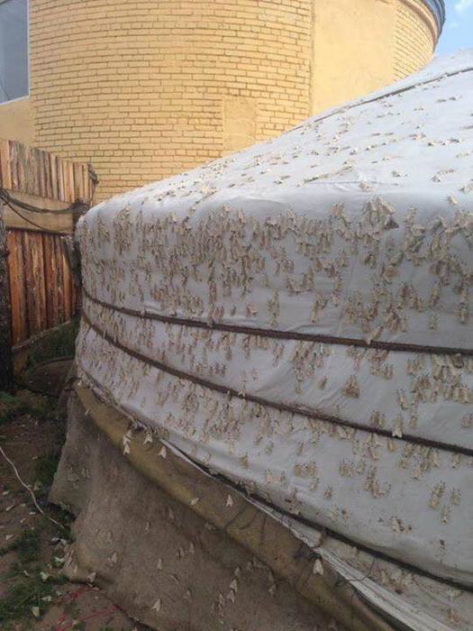 Хүр эрвээхэй амьсгалын замын болон харшилын гаралтай өвчин үүсгэх аюултай