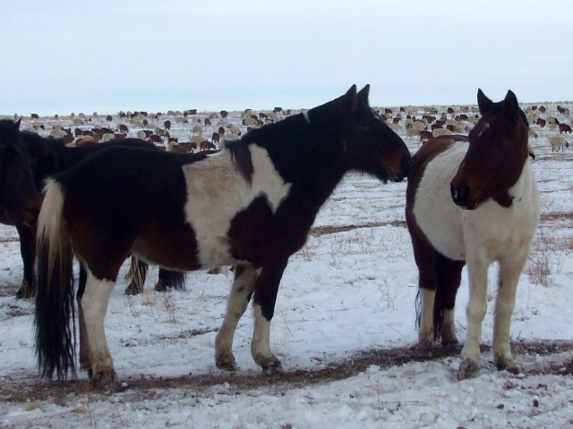 МХЕГ Хавирга боомтоор 1240 адуу экспортлогдоогүй