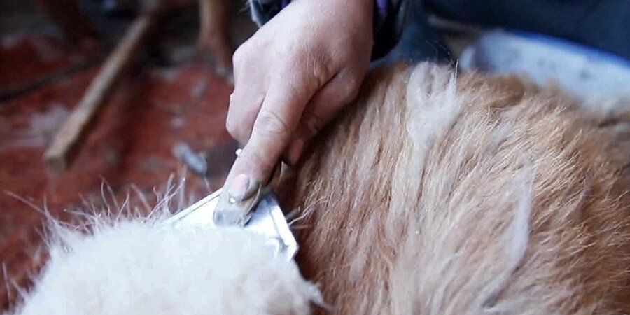 Ноолуурын үнэ кг нь 109 113 мянган төгрөг хүрэв