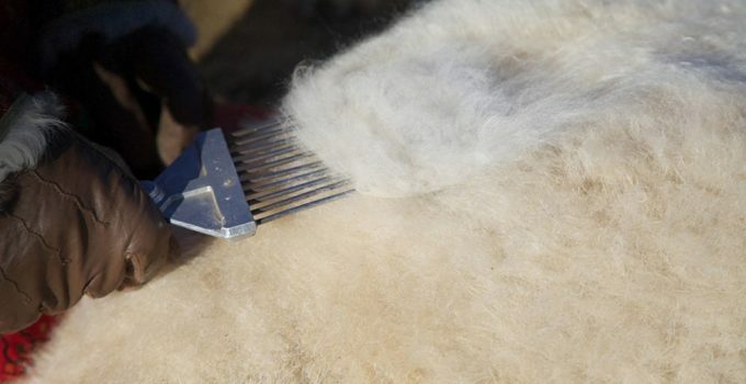 Ноолуурын үнэ 115 мянган төгрөг байна