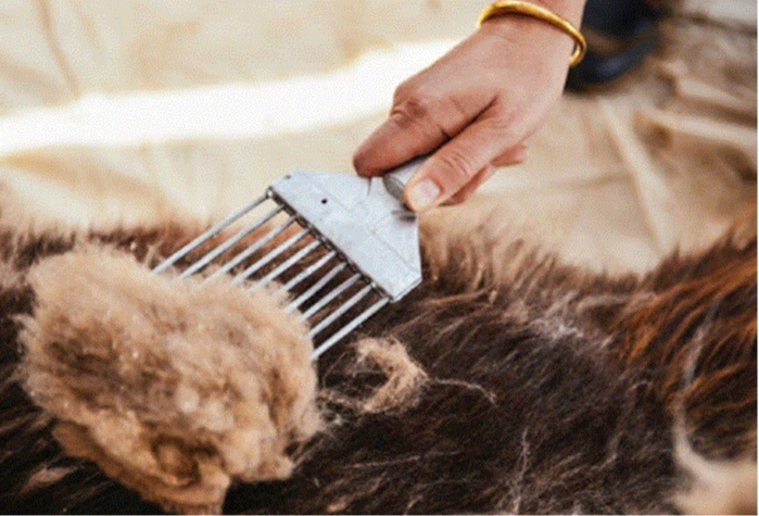 Танлц Ноолуурын үнэ ханш