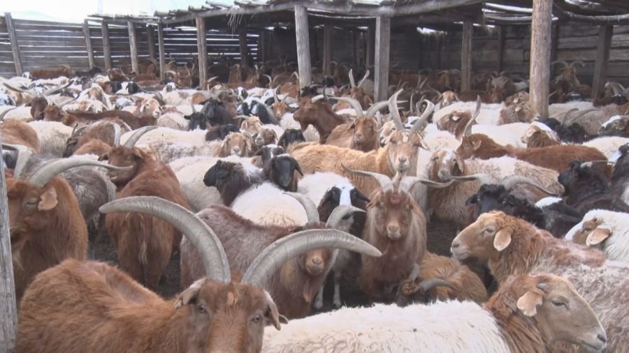 ДАРХАН УУЛ Малын тоо 17 хувиар буурчээ