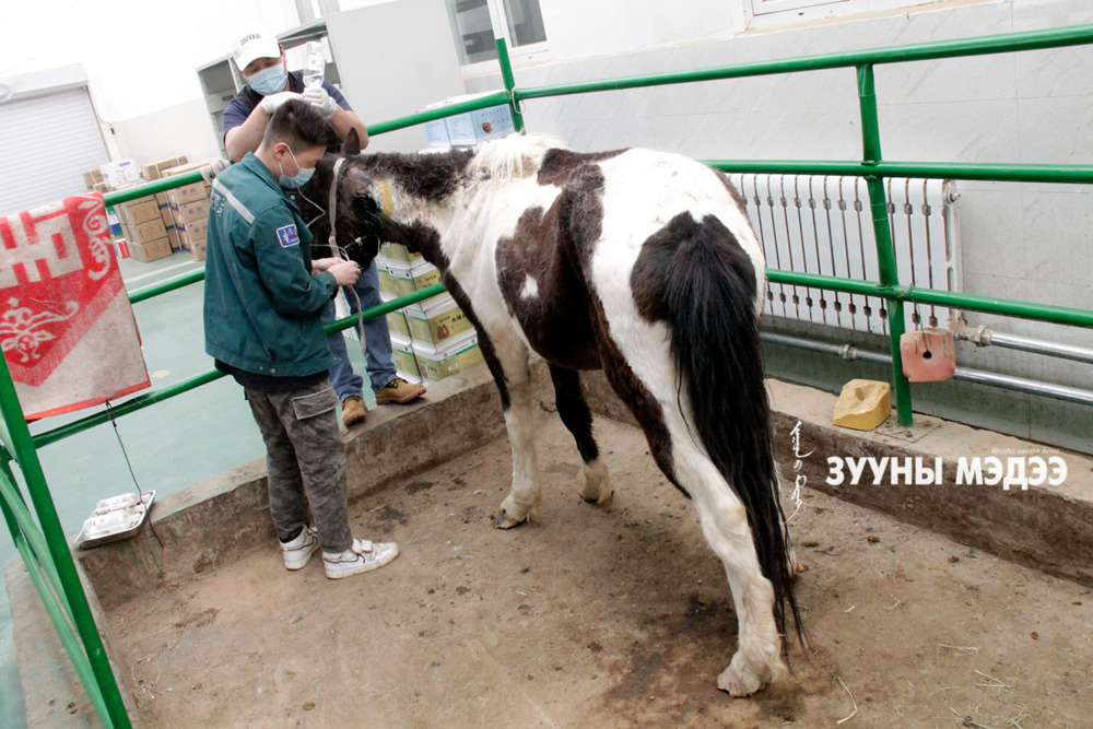Авга хошууны малын эмнэлгийн цогц үйлчилгээний төвтэй танилцана уу