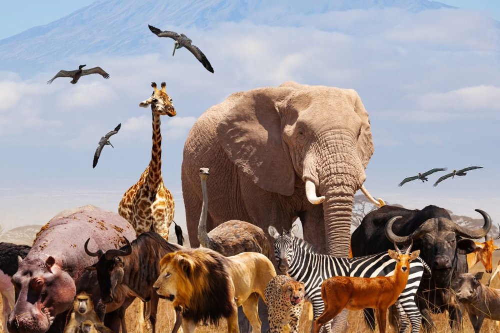 Өнөөдөр дэлхийн амьтдыг хамгаалах өдөр