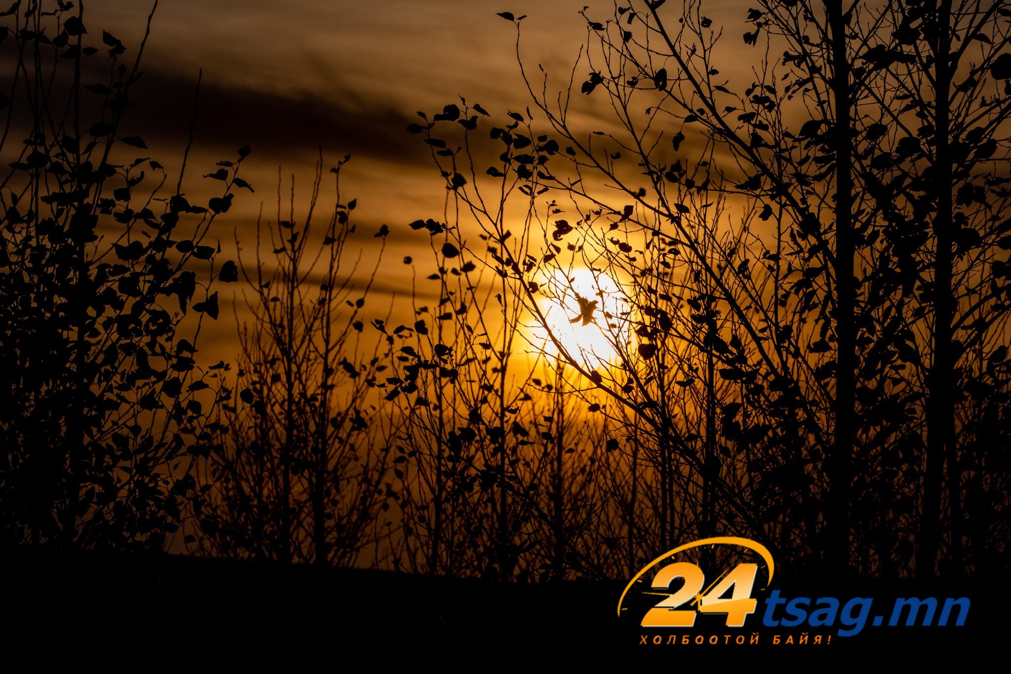 НАМРЫН ТУХАЙ: Навч үнэндээ шар өнгөтэй