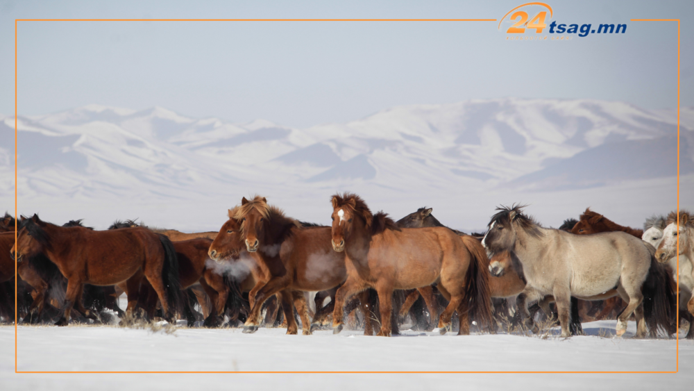 “Талын түмэн адуу” фестиваль эхэллээ