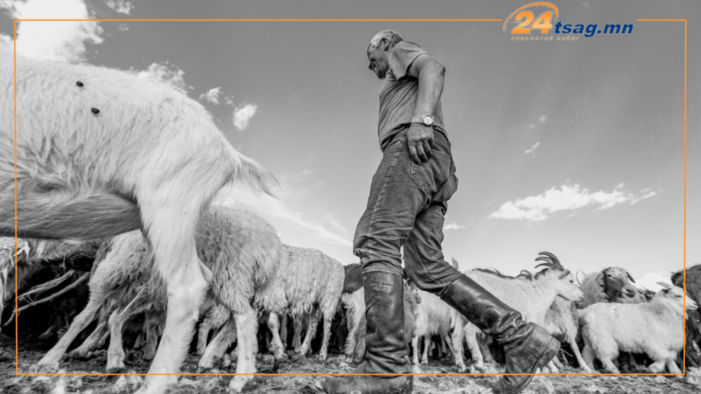 ХУВИРАЛ: Малын хөлийн тоосонд биш "хүний хөдөлмөр"-т хөрөнгө оруулах нь