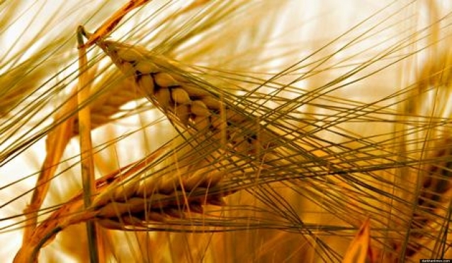 Үр тариа хураалт 21.2 хувьтай байна