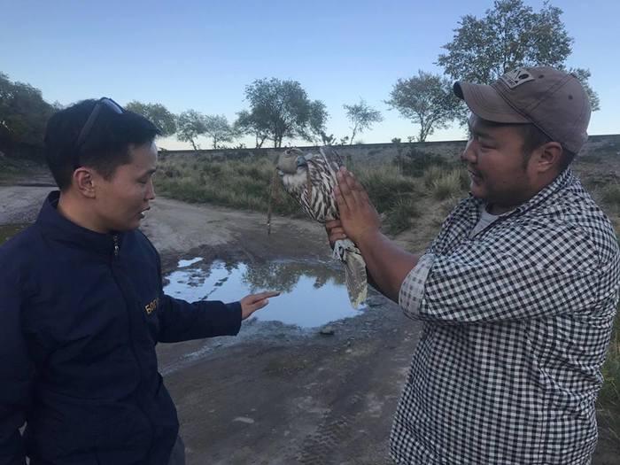 Шонхор шувууг байгальд нь эргүүлэн тавилаа