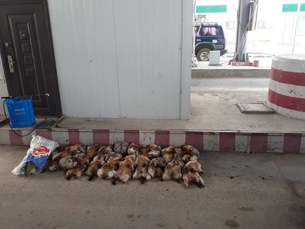 Товчоогоор 24 ширхэг тарвага тээвэрлэн нэвтрэх гэсэн үйлдлийг илрүүлжээ