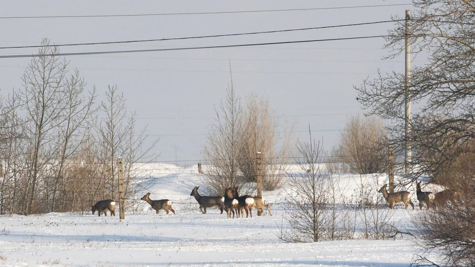 Суурьшлын бүсэд орж ирсэн амьтдад хэт ойртохгүй байхыг анхаарууллаа