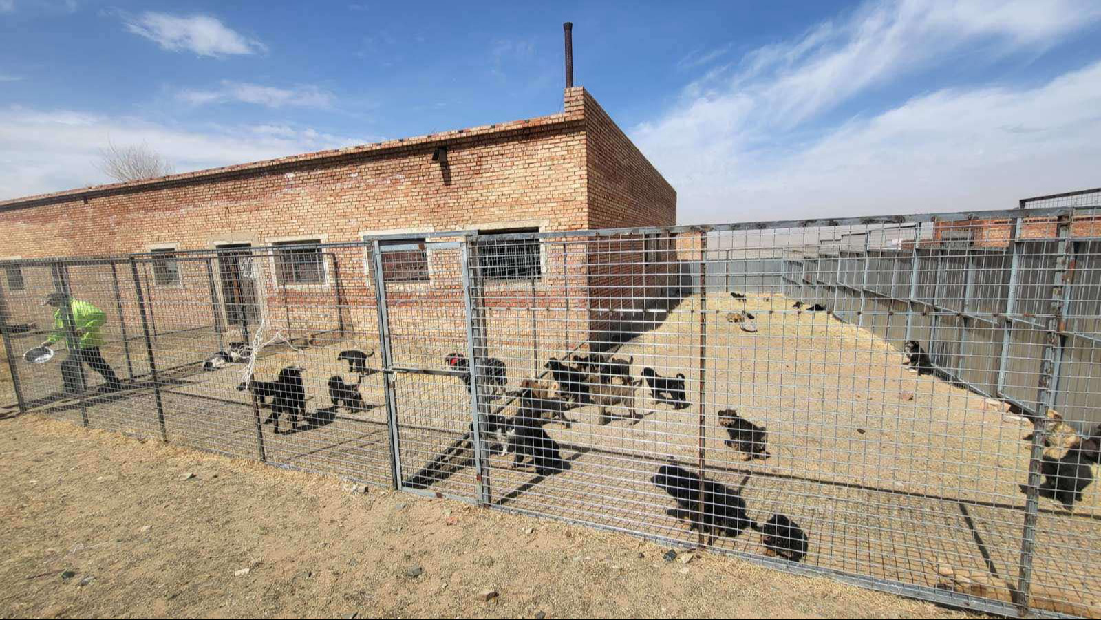 Stray animals sheltered for safety