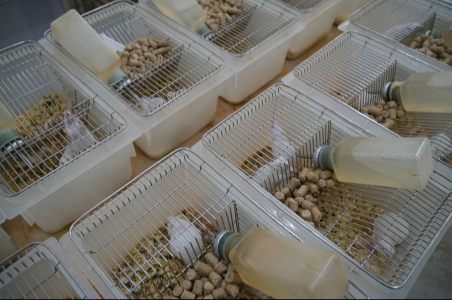 Амь сорил, био аюулгүйн лаборатори нээв