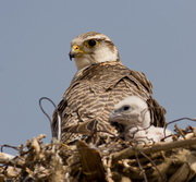 Saker Falcon