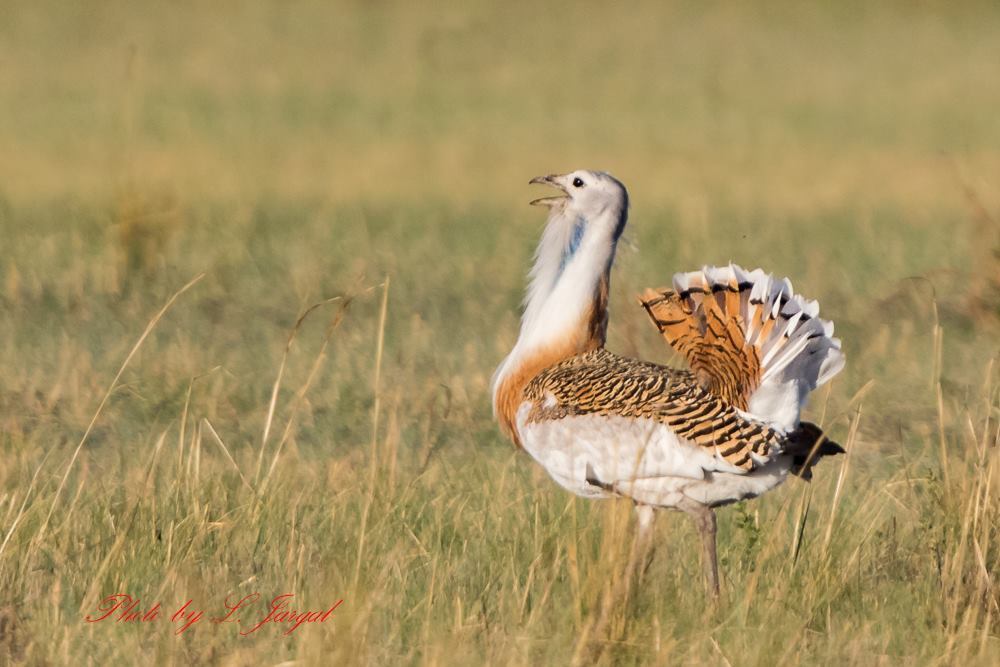 An iconic bird from Mongolian steppe makes long migration