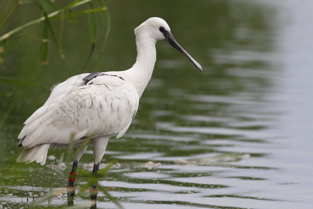 Quest for the migration of Mongolian birds