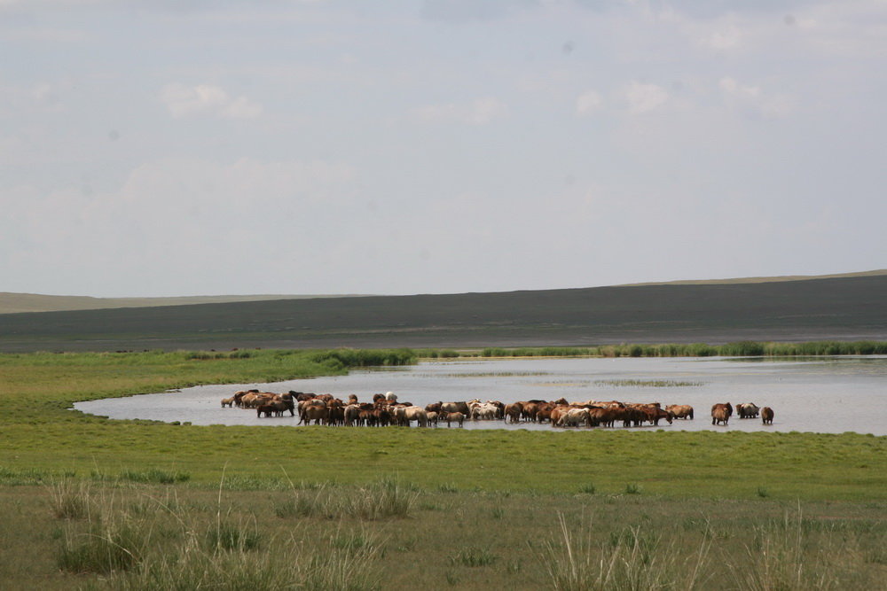 Livestock grazing
