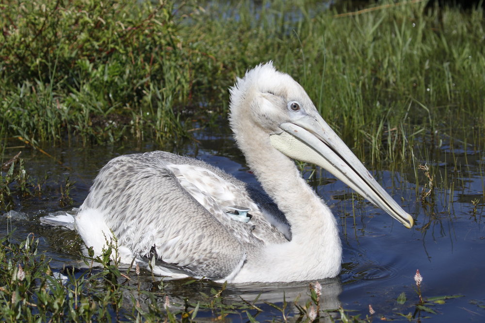First GPS tracking study of the Dalmatian Pelican in East Asia