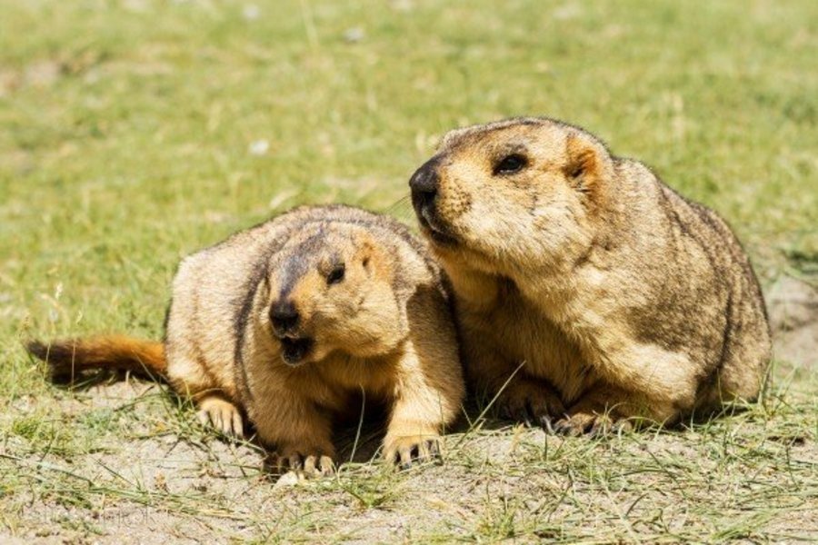 НЭМГ: Тарваган тахлын оргил үе нь есдүгээр сар