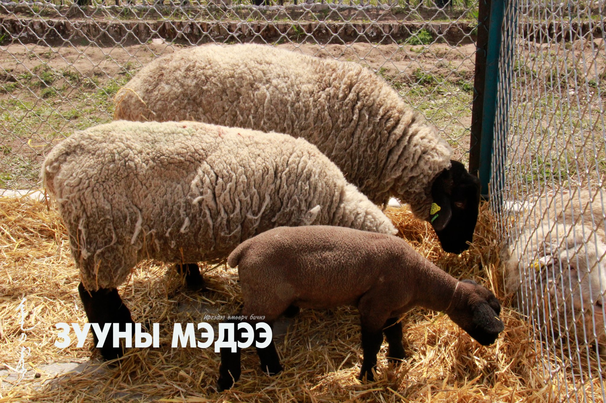 ФОТО: Сэлэнгэ аймгийн мал аж ахуй эрхлэгчдийн сонин хачнаас