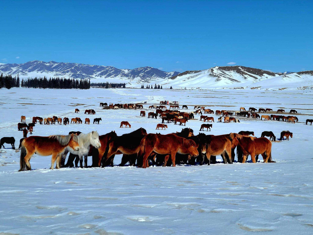 Буян дүүрэн Баянтэс